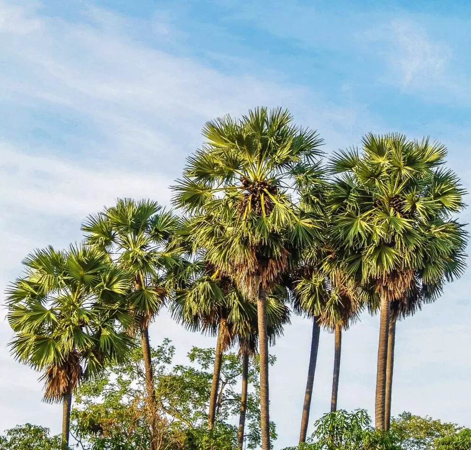 10 Cabbage Palm Trees 5-7" Tall 6 Month Old Live Plants Sabal palmetto ...