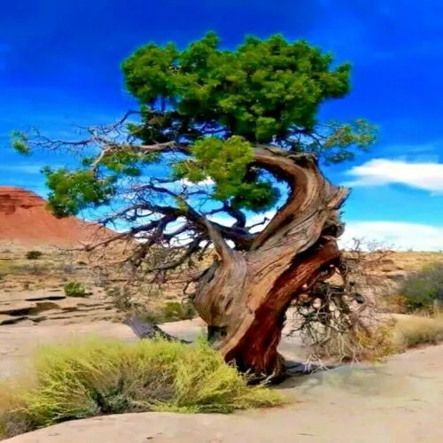 10 Bristlecone Pine Seeds (Pinus Aristata) ""Oldest Living Tree In The ...