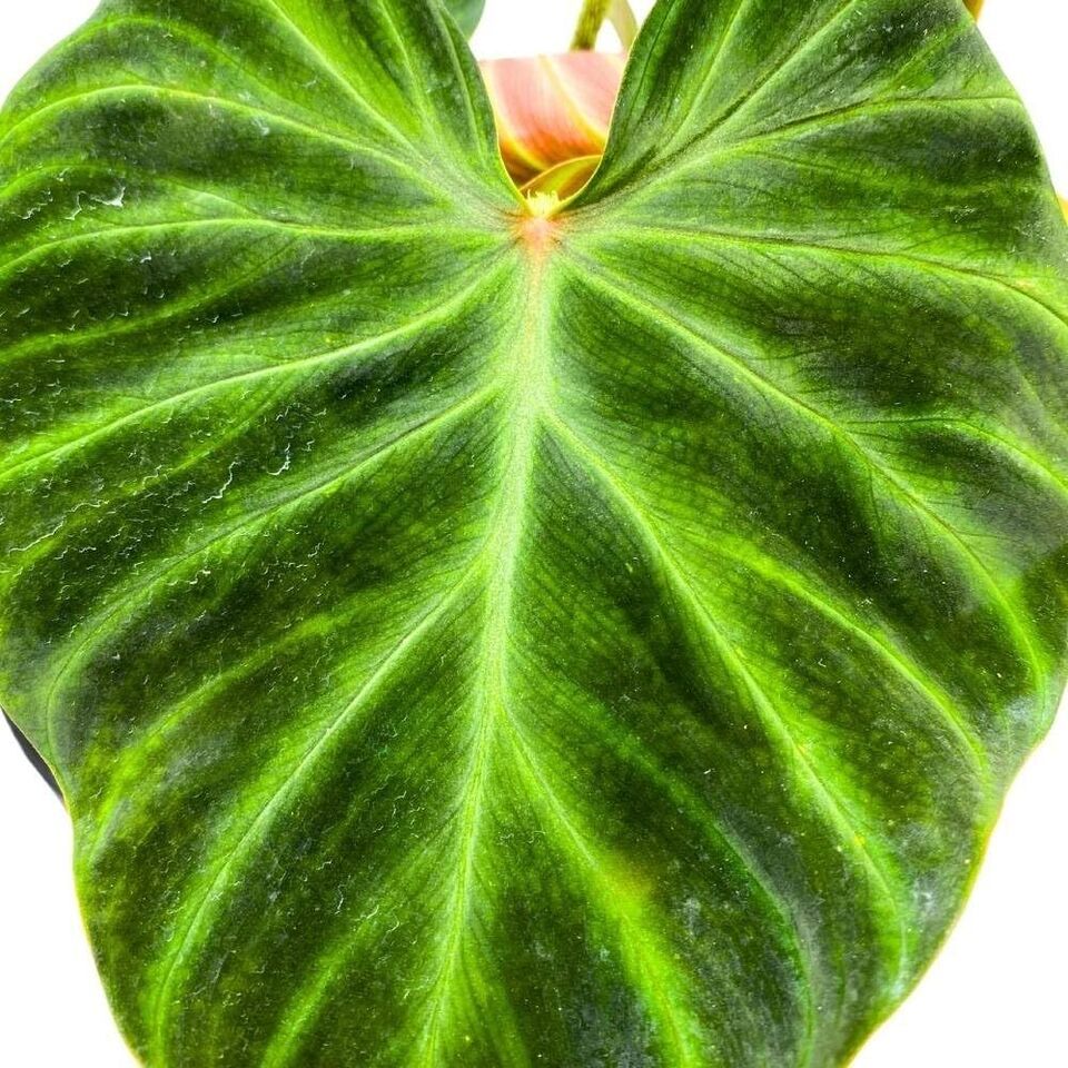 Philodendron Verrucosum 6 inch Deep Green Philo Rare Indoor House Plant ...