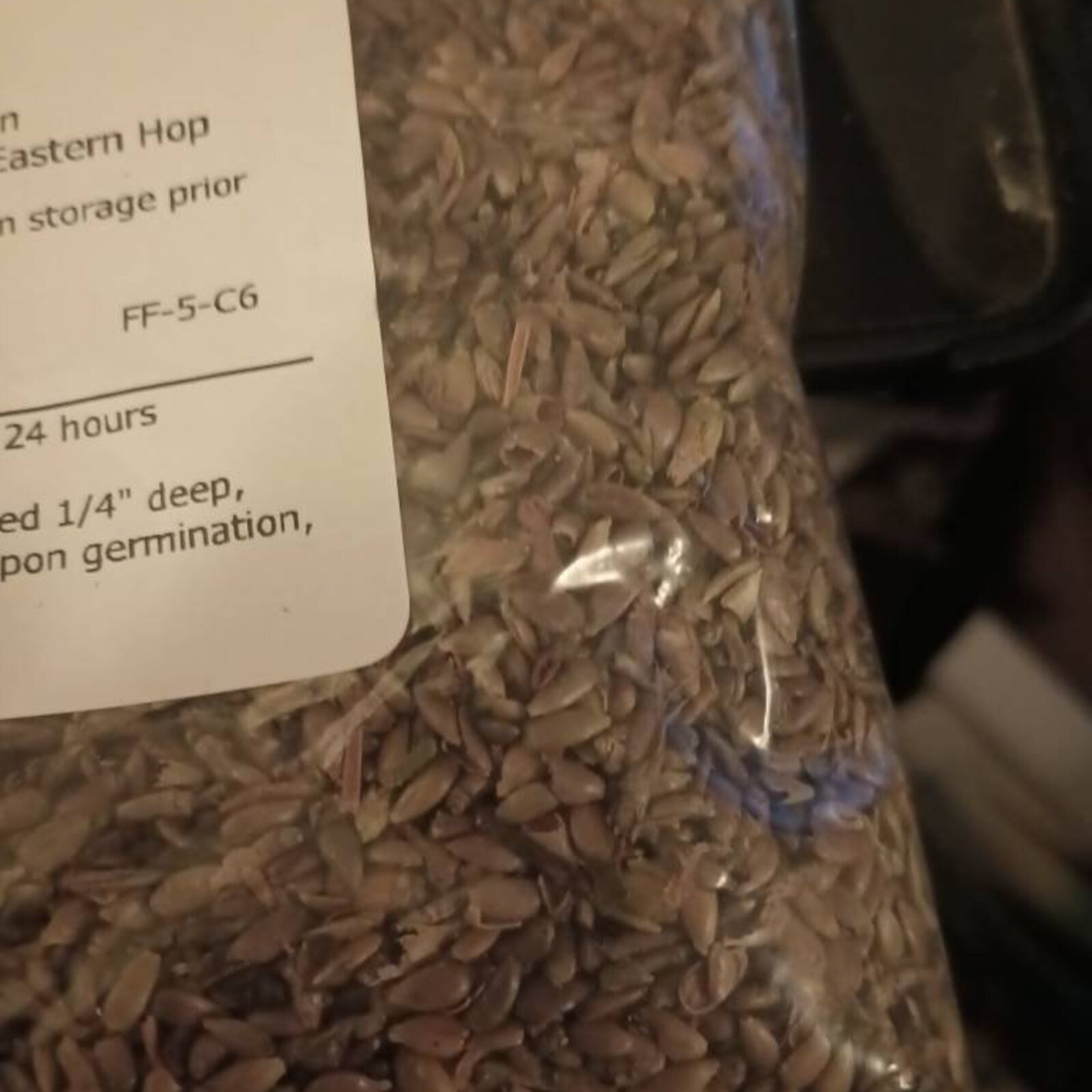 Eastern Hophornbeam Tree Seeds Ostrya Virginiana Hop Hornbeam Eastern ...