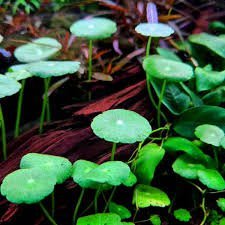 Hydrocotyle Vulgaris Potted Hydroponics Flower Aquarium Plants 100 PCS ...