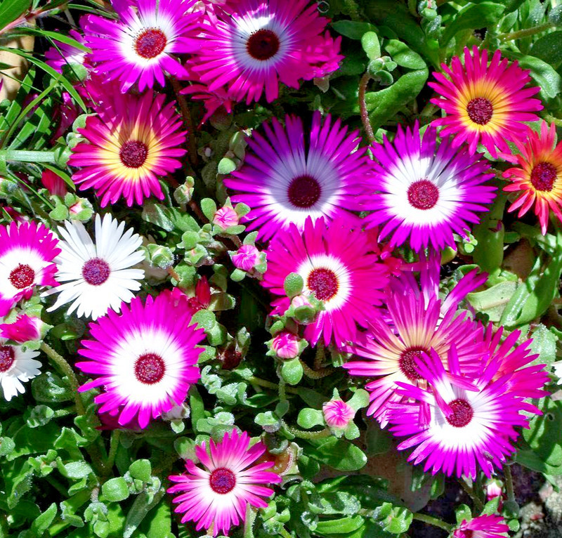 KKG 1000 Ice Plant Mix Seeds Dorotheanthus Bellidiformis Annual ...