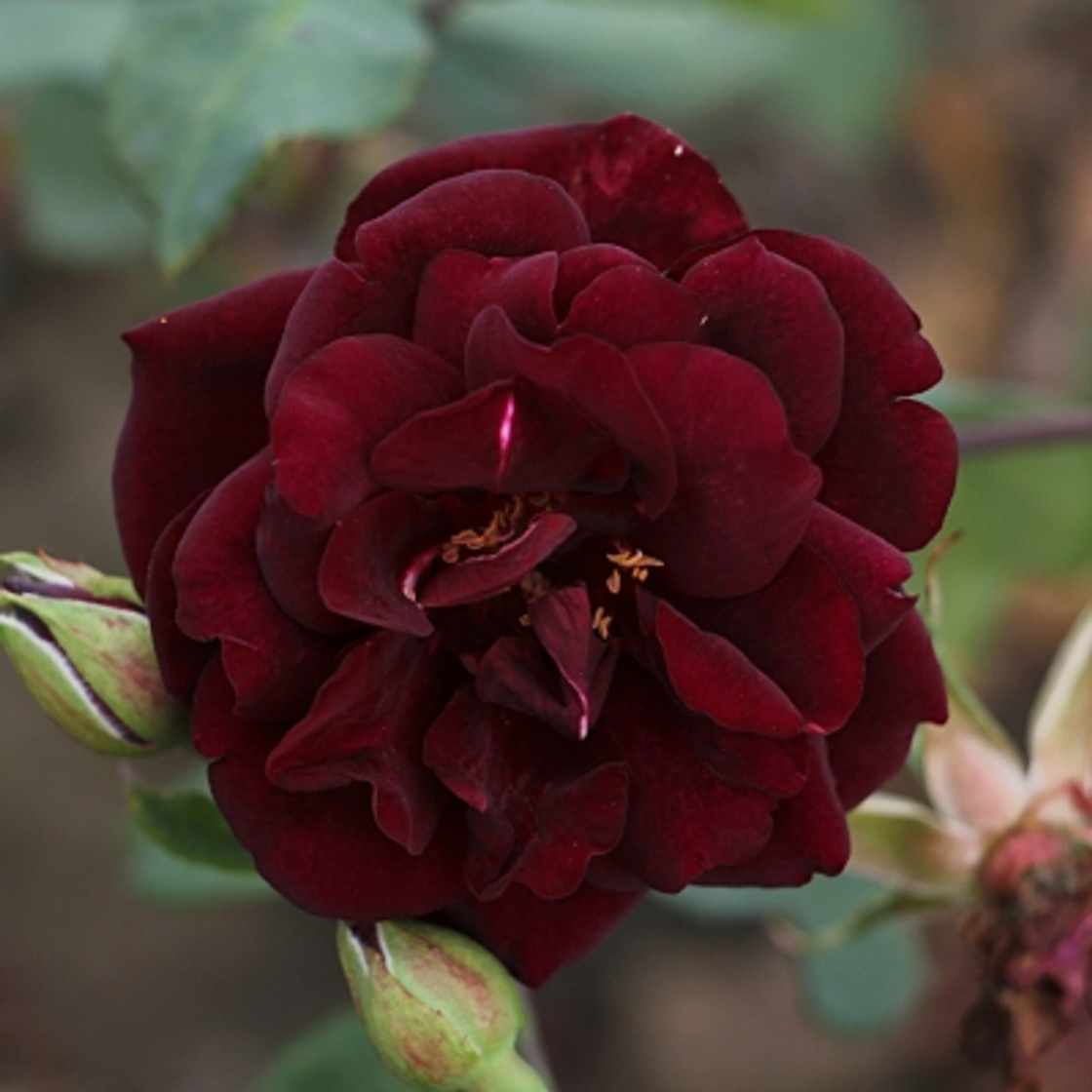 Louis Xiv Rose Perennials - 200 Seeds - Plants & Seedlings