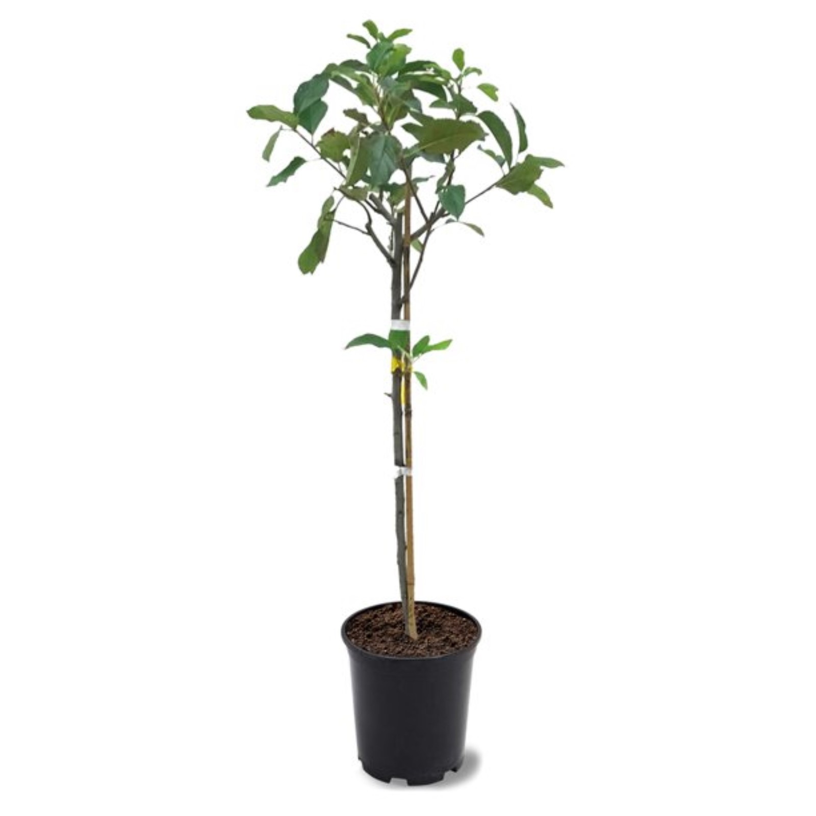 Big Red Mayhaw tree 2-3 ft tall, Can not ship to Ca, Hi, Ak, PR. Bare ...