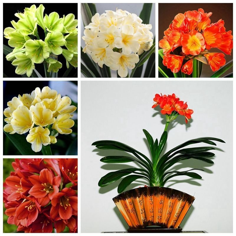 Mixed Types of Clivia Seeds Indoor Ornamental Clivia Flowers Potted 200 ...