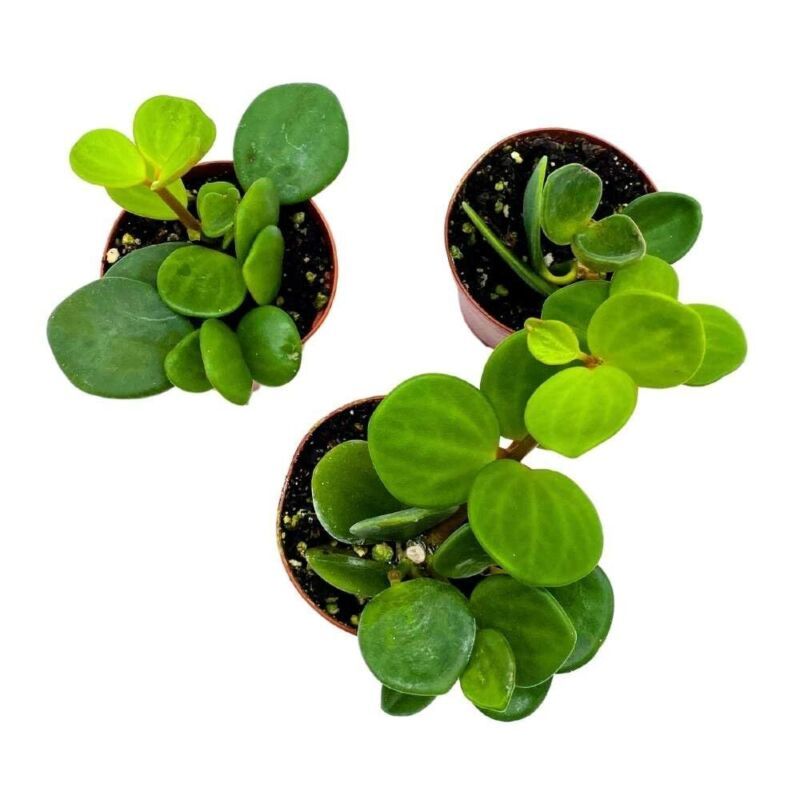 Peperomia Hope 2 inch Set of 3tetraphylla Tiny Mini Pixie Plants ...