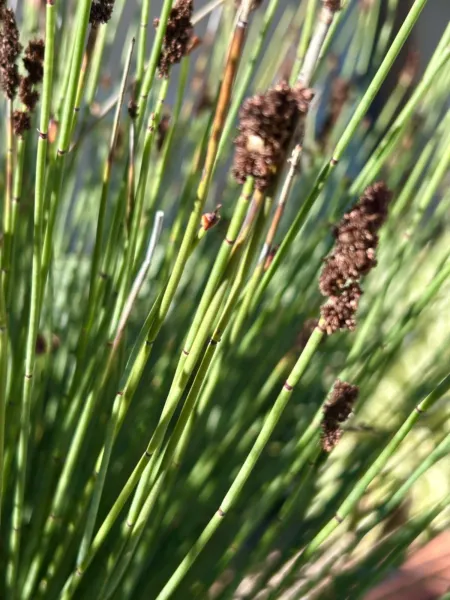 Chondropetalum Tectorum Cape Rush 300 Seeds - Seeds & Bulbs