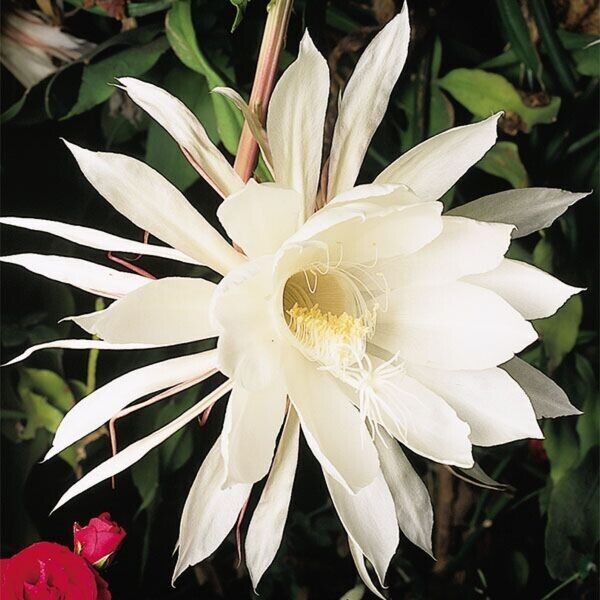 SL 15+ Seeds Night Blooming Cereus House Plant Garden Flowers - Plants ...