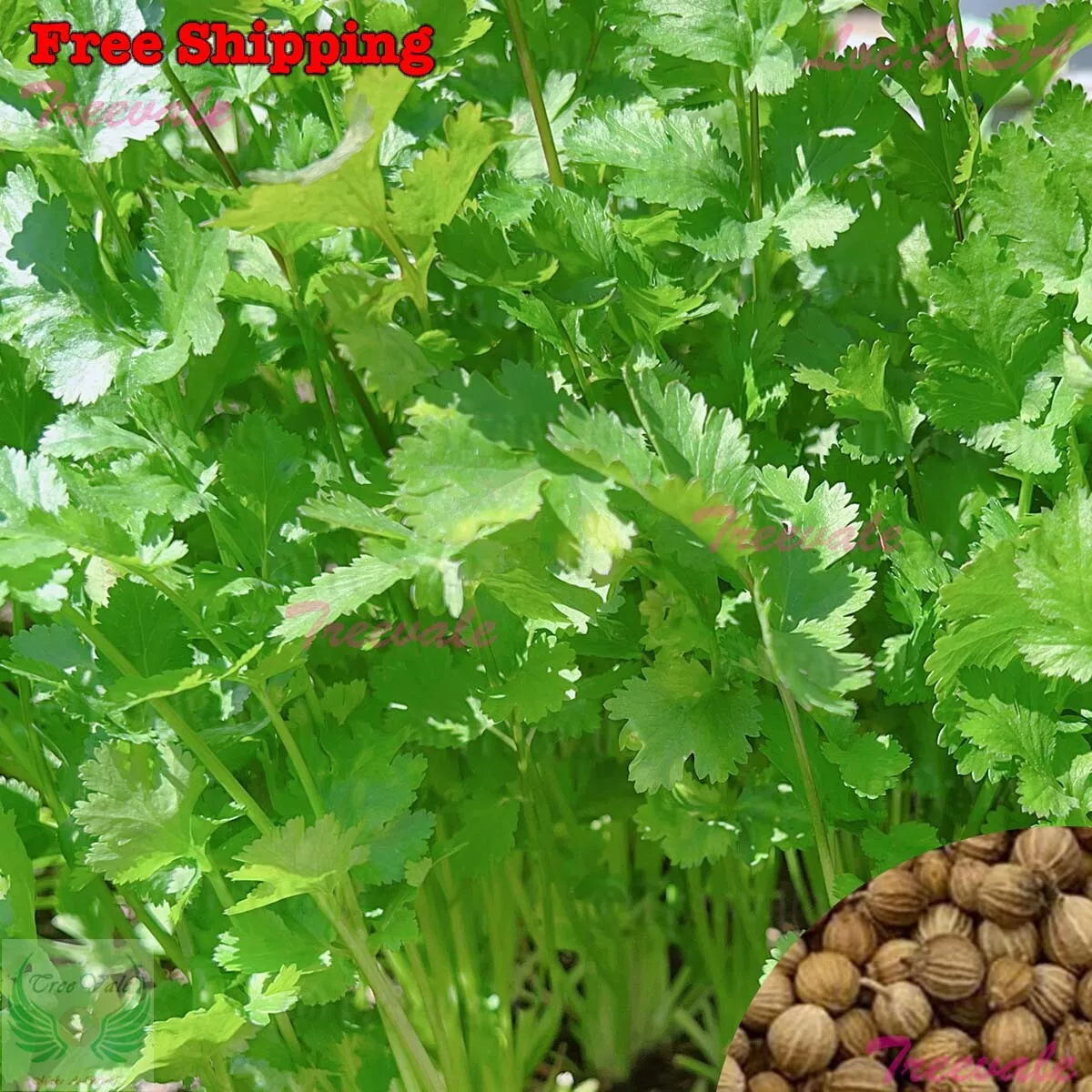 PSStore 100 Cilantro Seeds Slow Bolt Cilantro Non-Gmo Vegetable Seeds ...