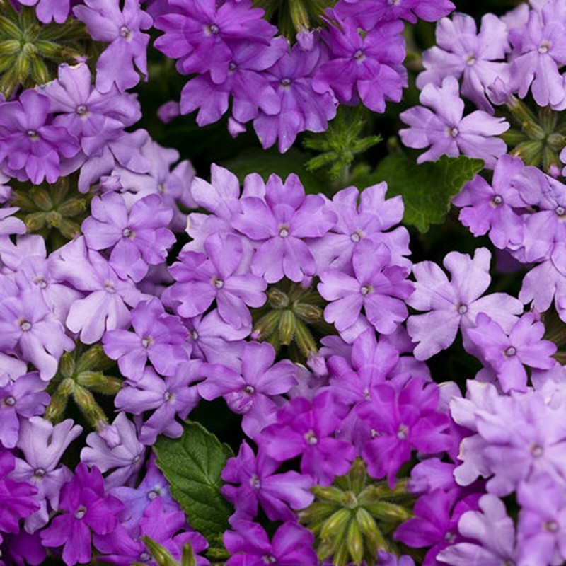 FMG 50 Lilac Verbena Seeds Groundcover Tender Perennial Bees Seed ...