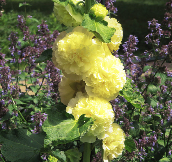 30 Seeds Double Golden Yellow Alcea Rosea Hollyhock Perennial Flower ...