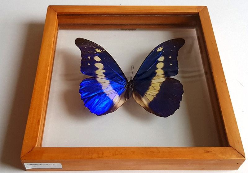 Valentine's Blue Morpho Cypris Rhetenor Helena Butterfly Framed A+ ...
