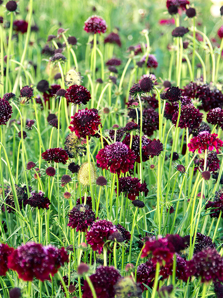 50 Seeds Scabiosa Atropurpurea 'Black Knight' Flower Seeds - Seeds & Bulbs