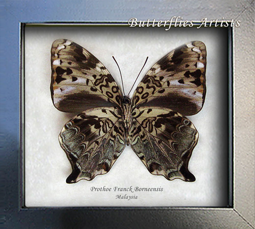 Prothoe Franck Blue Begum Real Butterfly Framed Entomology Collectible ...