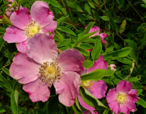 FMG Rosa Davidii Father David'S Rose 15 Seeds Planting Seeds - Seeds ...