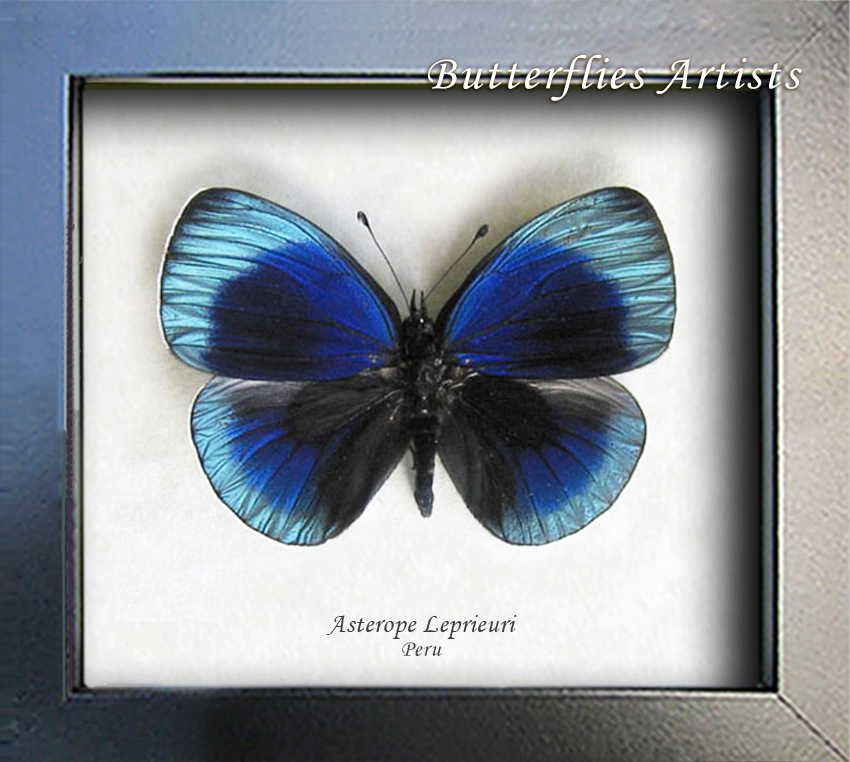 Blue Star Sapphire Asterope Leprieuri Real Butterfly Framed Entomology ...
