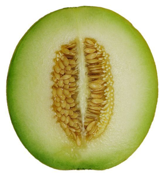 75 Green Flesh Rocky Ford Cantaloupe Muskmelon Cucumis Melo Melon Fruit ...