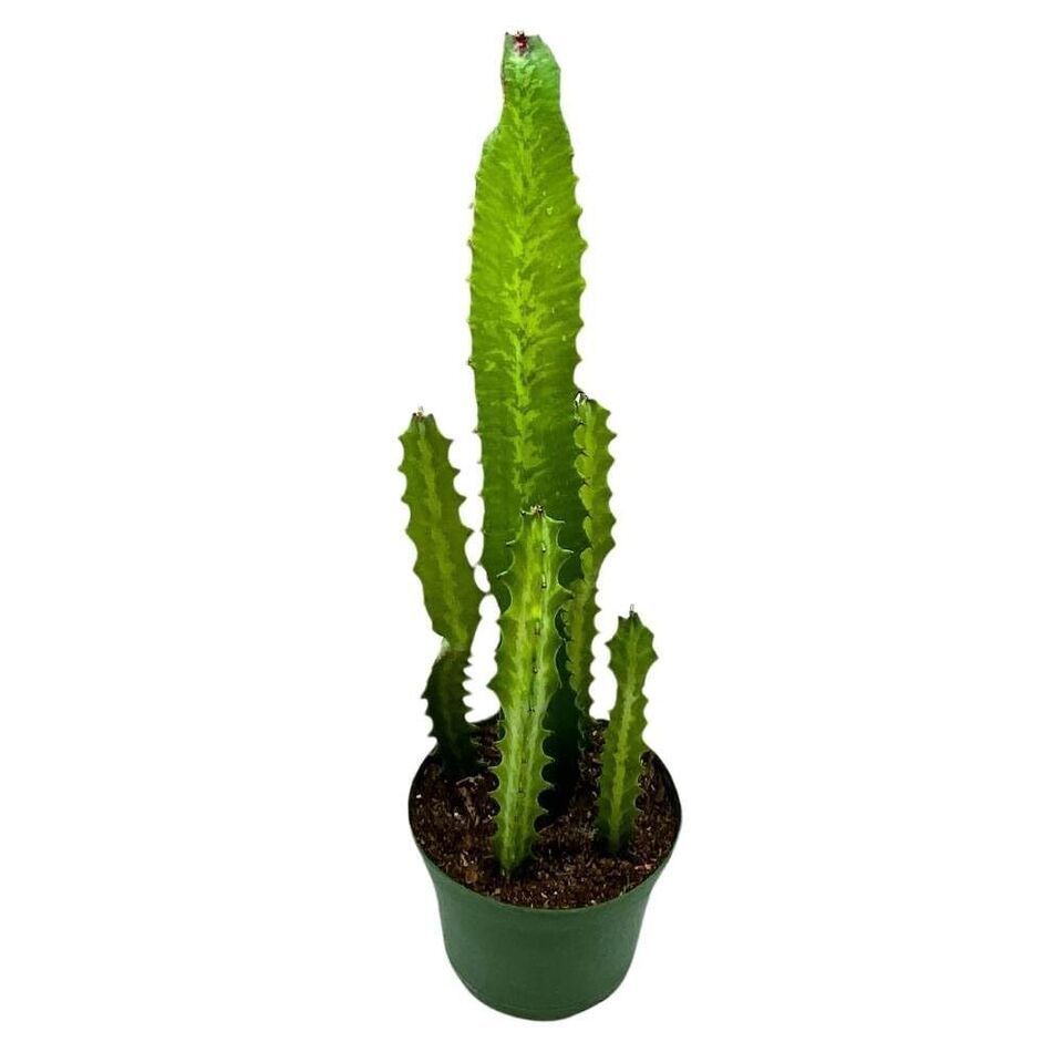 Green Milk Tree 6 inch Euphorbia Trigona African Milktree Cathedral ...