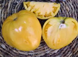 HeirloomSupplySuccess 10 Yellow Ox Heart OxHeart Tomato Seeds - Seeds ...