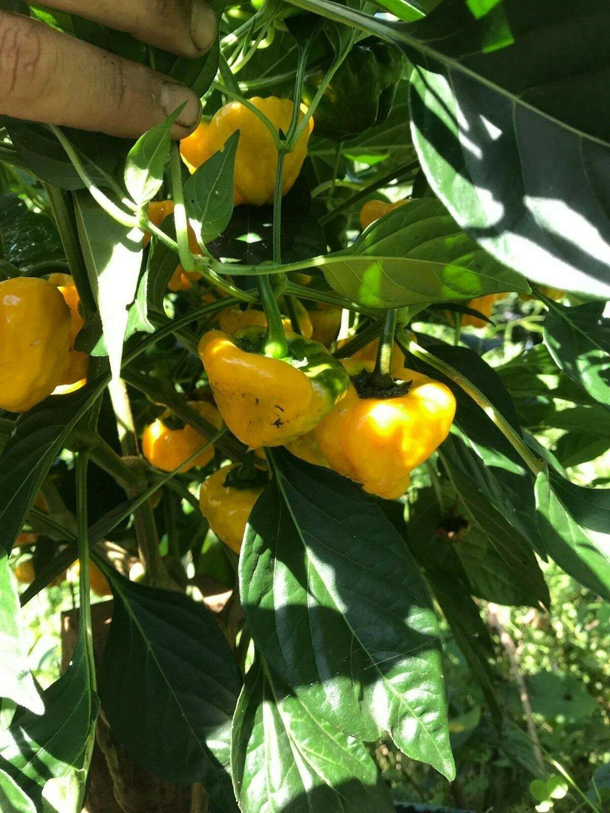 Yellow Jamaican Scotch Bonnet Live plant - Plants & Seedlings