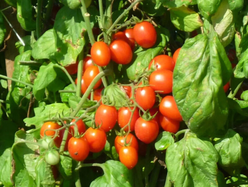KKG 50 Seeds Bhn 785 Tomato Juicy Tomatoe Vegetable Edible Food ...