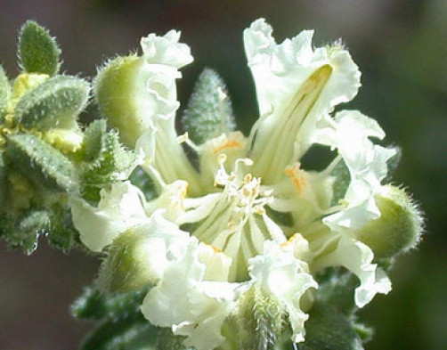 Loasa Filicifolia 10 Heirloom Seeds - Seeds & Bulbs