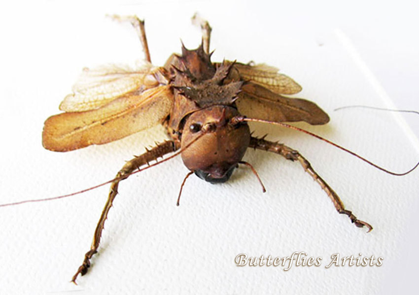Dragon Head Acridoxena Hewiana Real Bush Cricket Framed Entomology ...