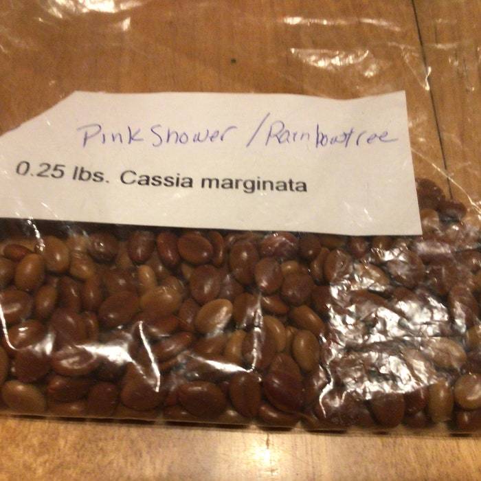 Rainbow Tree Seeds Cassia Marginata Pink Shower Tree Seeds Fresh Fast ...