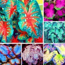 Multiple Colour Thailand Caladium of Rainbow Flower 150 Seeds - Home ...