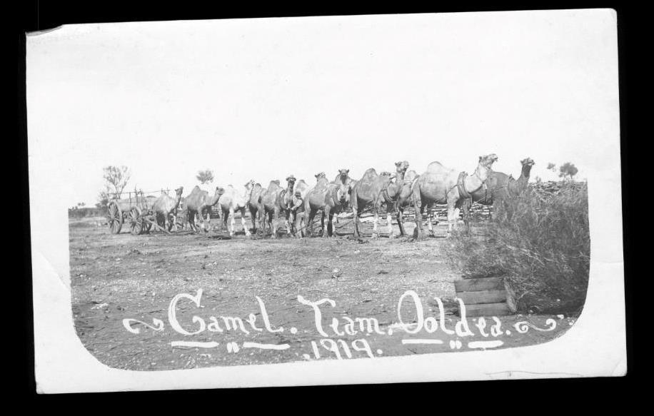 Vintage Postcard 1919 Railroad Construction Ooldea Australia Camel Team ...