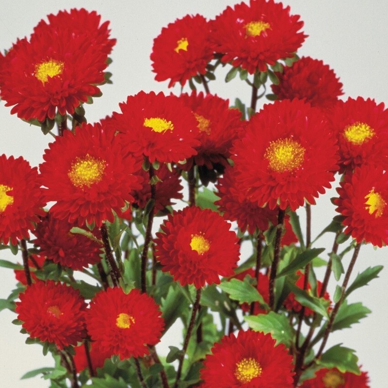 Aster Matsumoto Red 50 Cut Flower Heirloom Seeds - Seeds & Bulbs