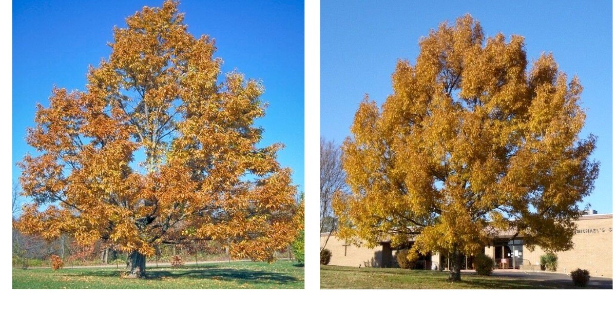 Live Plant - Sawtooth Oak Tree - 24-36" Tall - Bareroot - Quercus ...