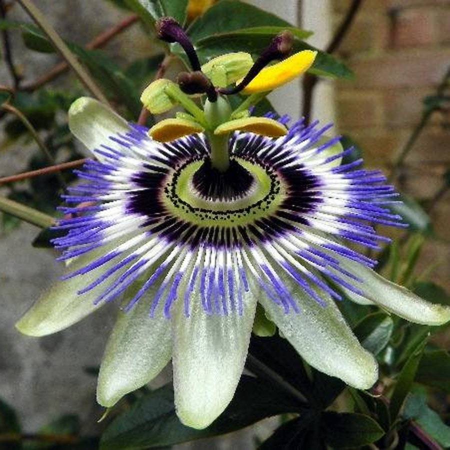Passiflora Caerulea Jesus Flower Hardy Passion Flower Blue Crown 25 ...