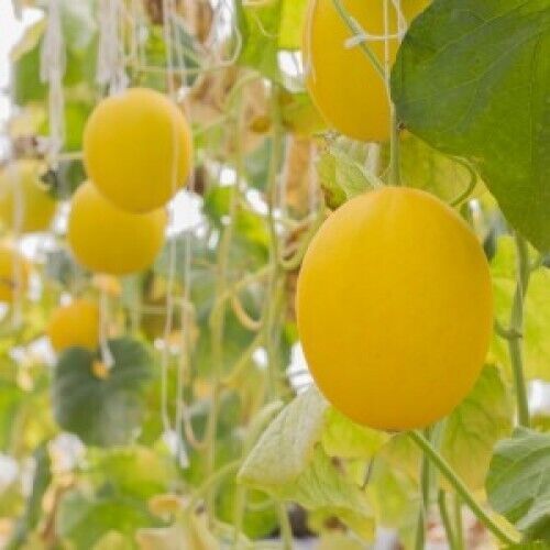 SKM 15 Seeds Vine Peach Melon Fresh Fruit Healthy ing Summer Food Easy ...