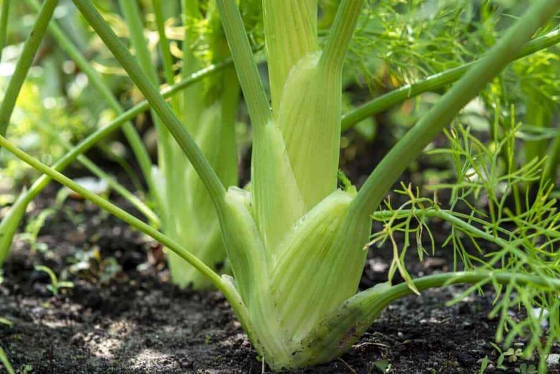 LKS Florence Fennel Seeds Anise Aroma Finnochio Non-Gmo Home Garden ...