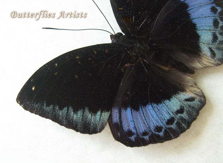 Lexias Dirtea Black Tipped Archduke Real Butterfly Entomology ...