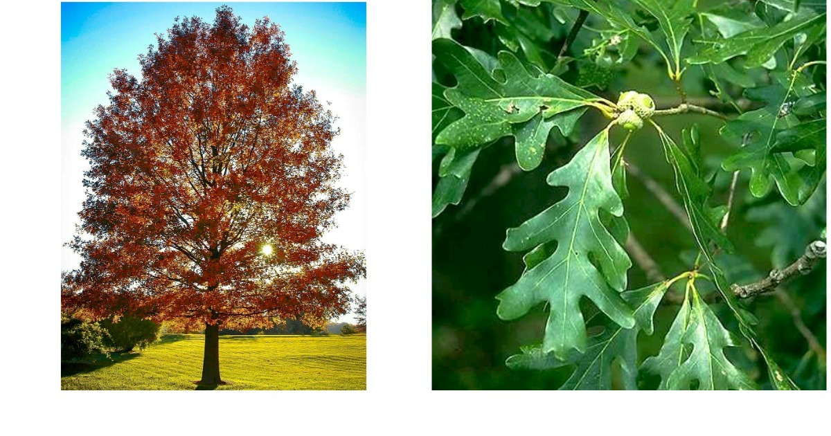 Live Potted Plants - 2 Pin Oak Trees - 12-18" Tall - 4" Pot - Quercus ...
