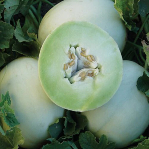 BRN Green Honeydew Melon Seeds 50 Seeds Non-Gmo 1052 Fresh Garden ...