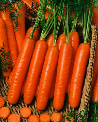Mini Carrot Seeds Little Finger Bulk Carrots Finger Carrots 500Ct Fresh ...