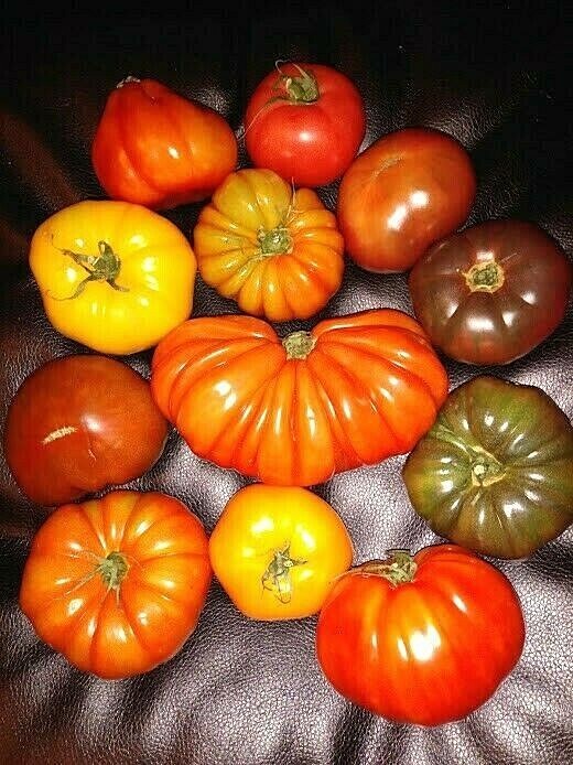 KKG Tomato Mix 20 Seeds Fresh Garden - Seeds & Bulbs
