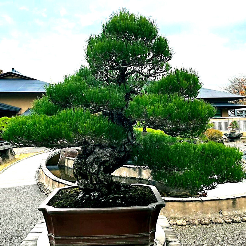 LD 10 Japanese Black Pine Tree Seeds Pinus Thunbergii Easy Famous For ...