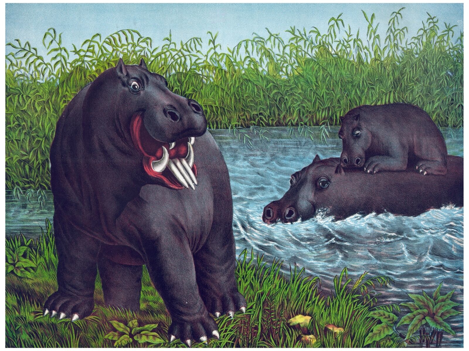 8044.Hippos with three teeth in wading in water.POSTER.art wall decor ...