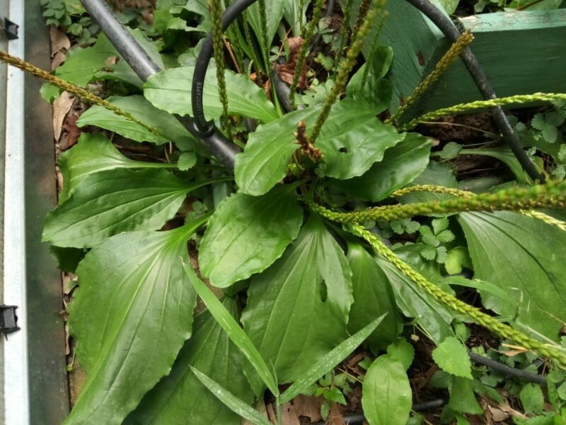 500 Organic Plantago Major Broadleaf Plantain Native Perennial Bulk ...