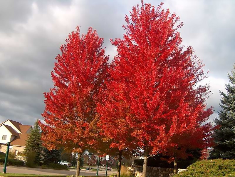 MX Red Maple Acer Rubrum Northern Source Tree Seeds Fall Color Bulk ...