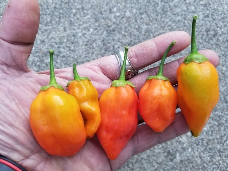 HT Strawberry Puma Bbg Pepper 12 Seeds Garden Seeds - Seeds & Bulbs