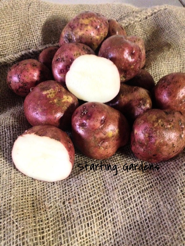 LD Red Pontiac Seed Potato 5 Lbs A Favorite Red Potato Certified Seed ...