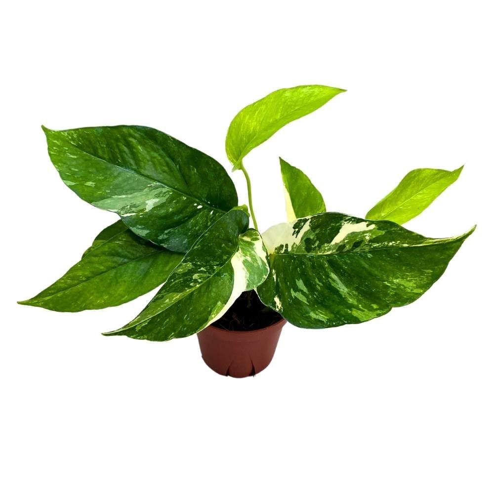 Epipremnum Albo Variegated Pothos, 4 inch, Rare Albo marginata Large ...
