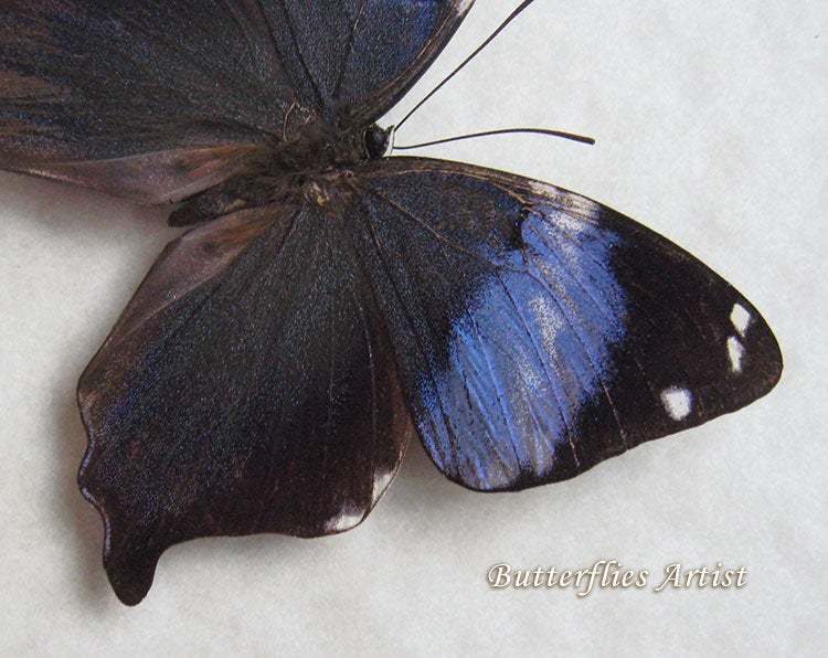 Blue Begum Prothoe Franck Real Butterfly and 50 similar items
