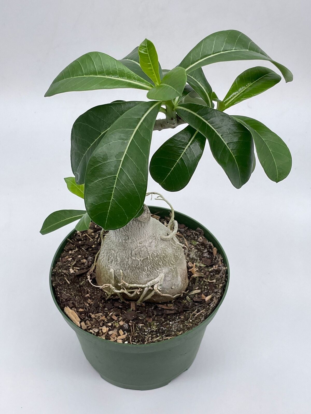 Desert Rose, 6 inch Pot, Adenium Obesum, Very Round Pot Belly Stump ...