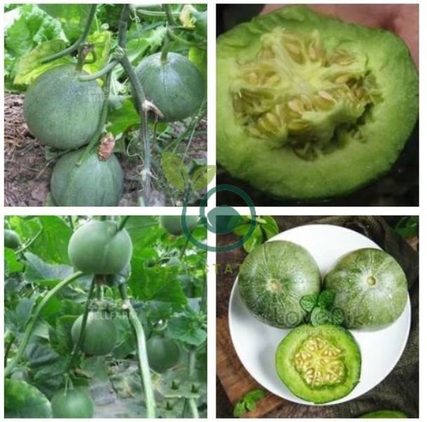 1000 Seeds Sweet Melon 'Luzun' Hybrid Fruit - Seeds & Bulbs